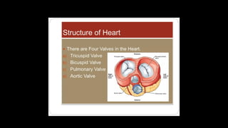 human anatomy ANATOMY OF HEART notes.pptx