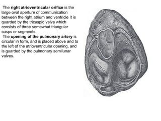 ANATOMY OF HEART- Anatomy and Physiology Pharm D | PPTX