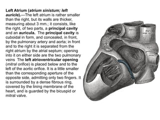 ANATOMY OF HEART- Anatomy and Physiology Pharm D | PPTX