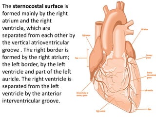 ANATOMY OF HEART- Anatomy and Physiology Pharm D | PPTX