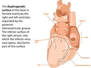 ANATOMY OF HEART- Anatomy and Physiology Pharm D | PPTX