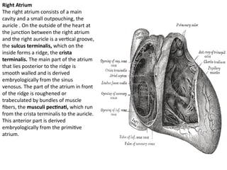 ANATOMY OF HEART- Anatomy and Physiology Pharm D | PPTX