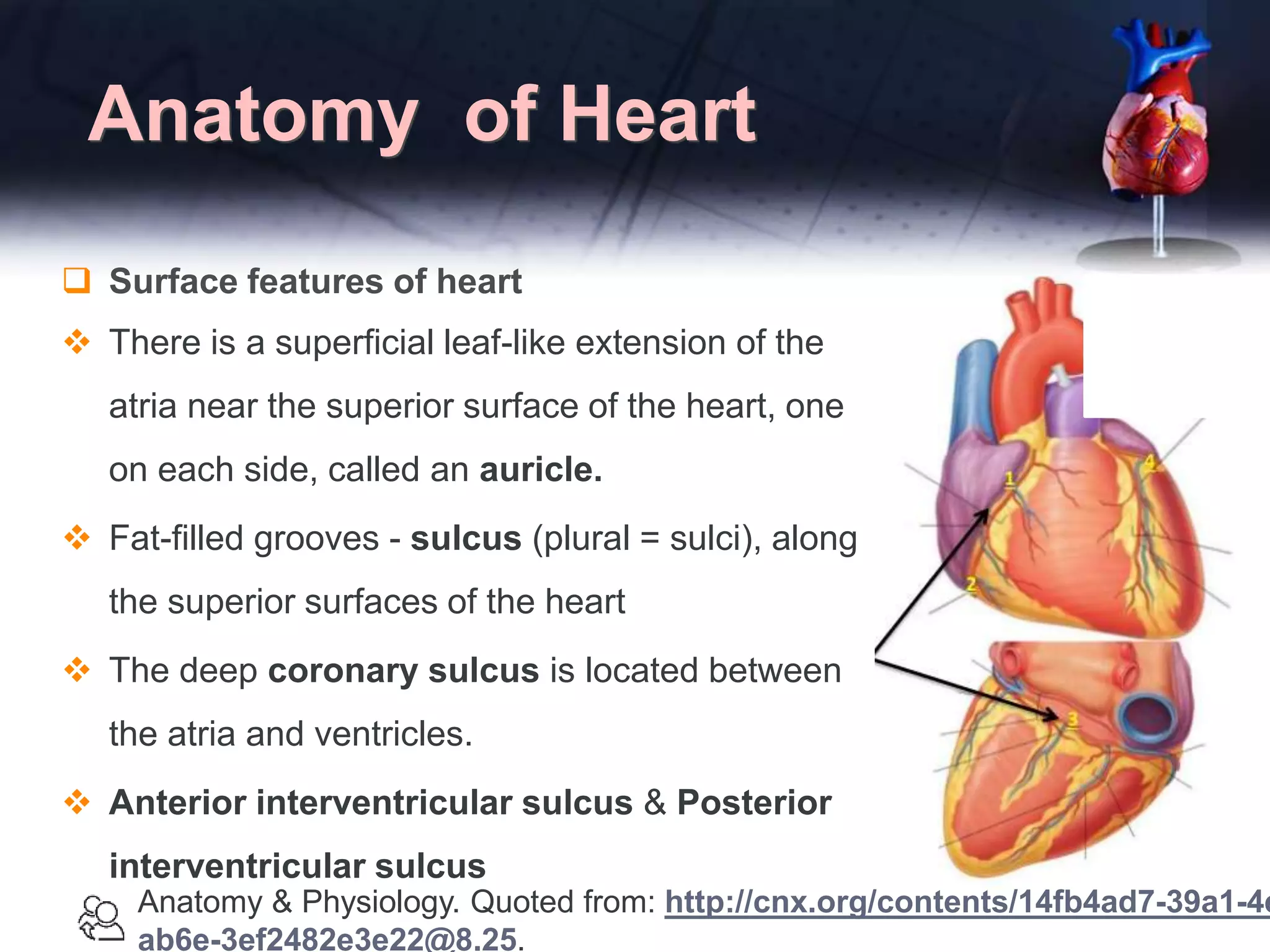 Anatomy of heart and physiology of cardiac cycle by simhahchalam | PPTX