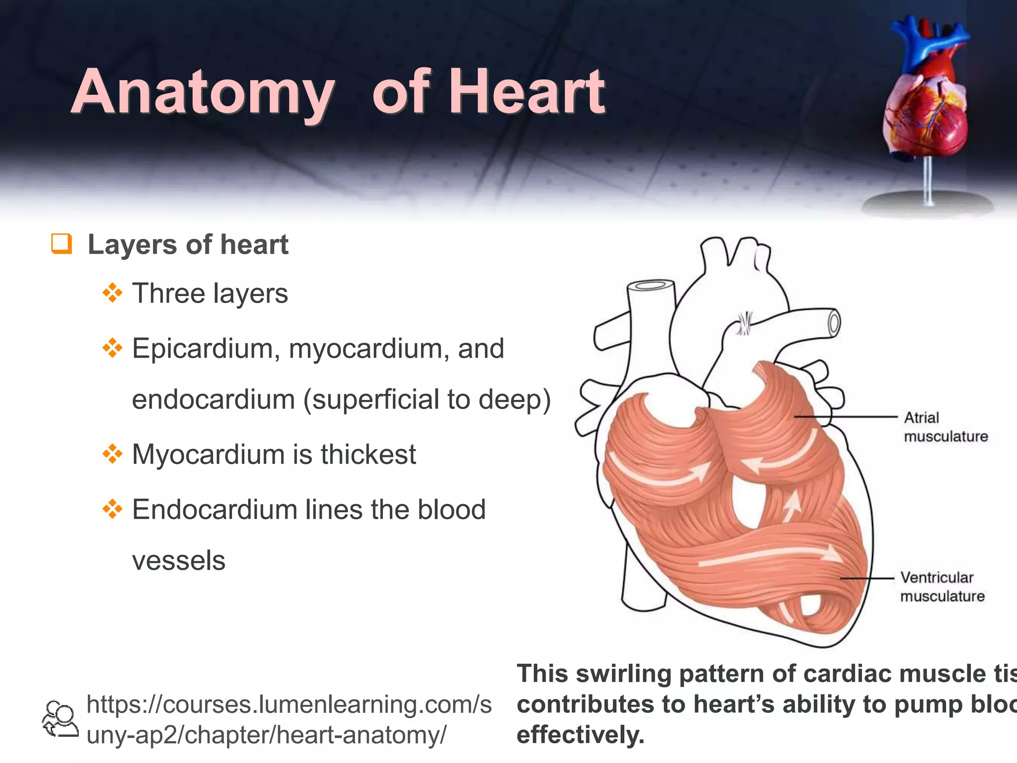 Anatomy of heart and physiology of cardiac cycle by simhahchalam | PPTX