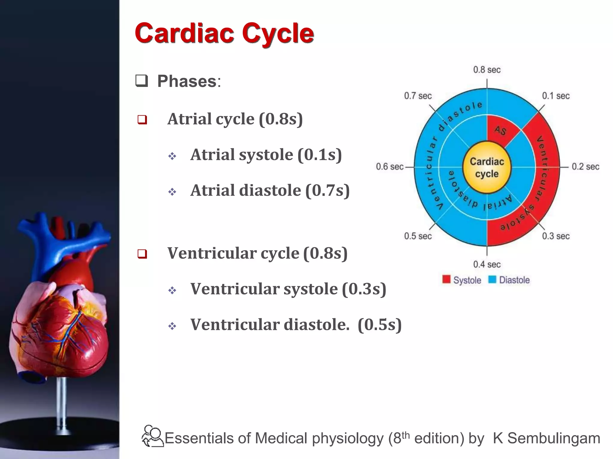 Anatomy of heart and physiology of cardiac cycle by simhahchalam | PPTX