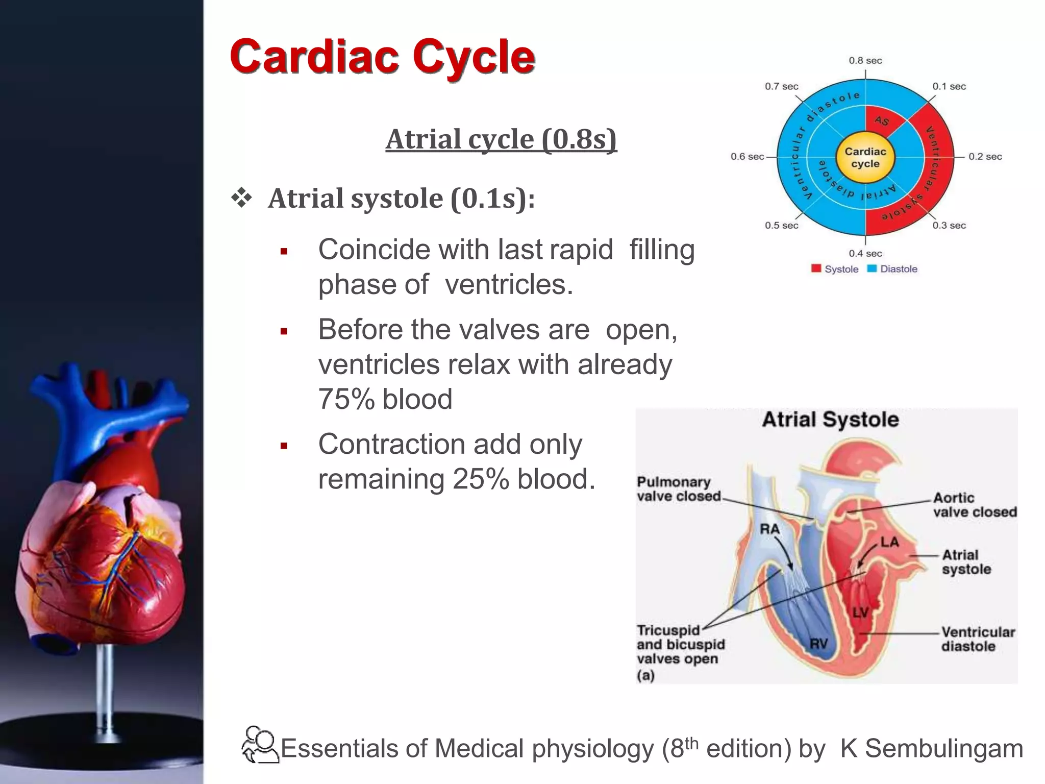 Anatomy of heart and physiology of cardiac cycle by simhahchalam | PPTX