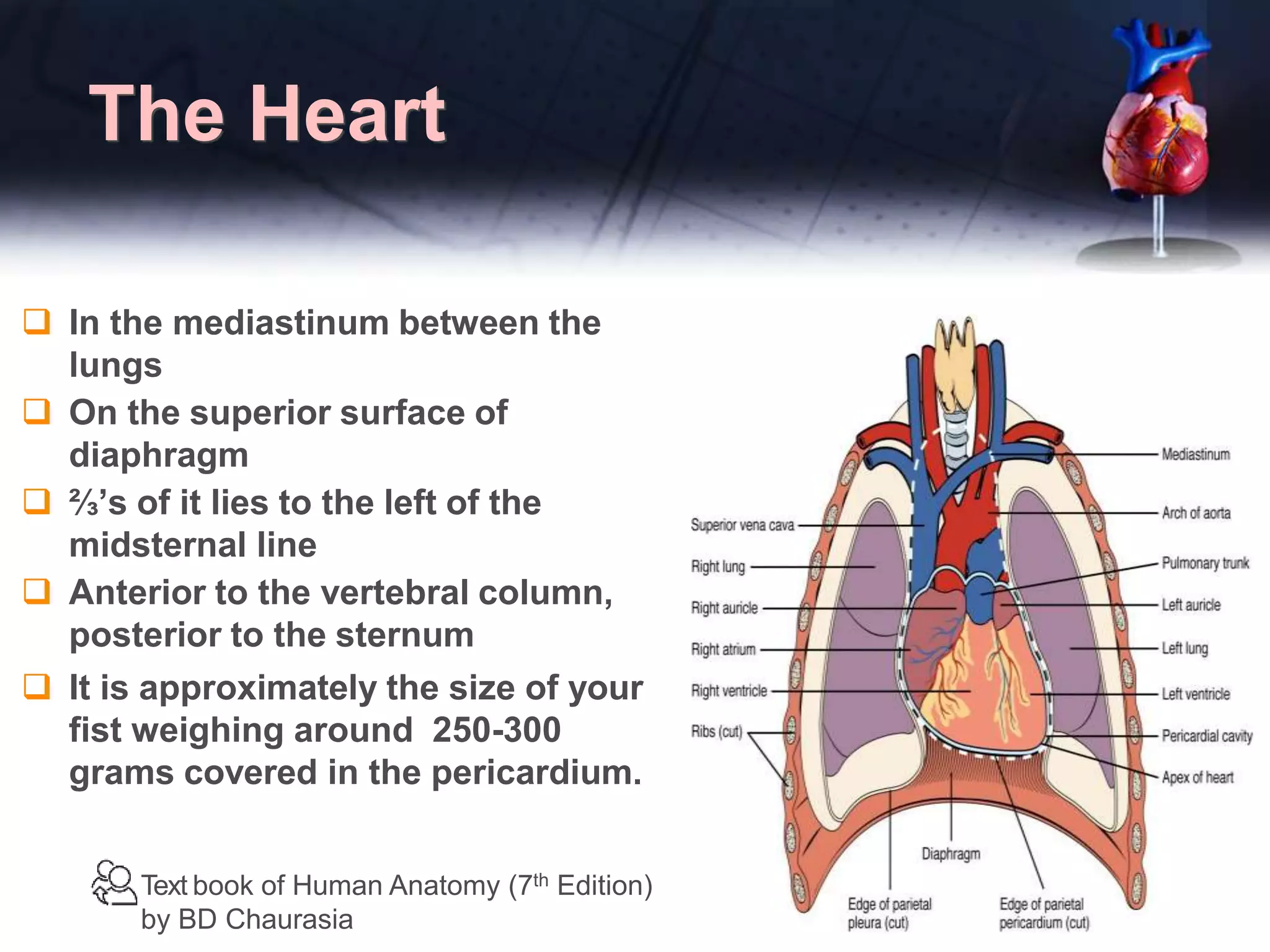 Anatomy of heart and physiology of cardiac cycle by simhahchalam | PPTX