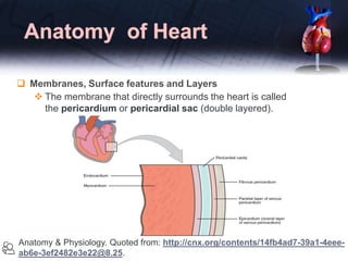 Anatomy of heart and physiology of cardiac cycle by simhahchalam | PPTX