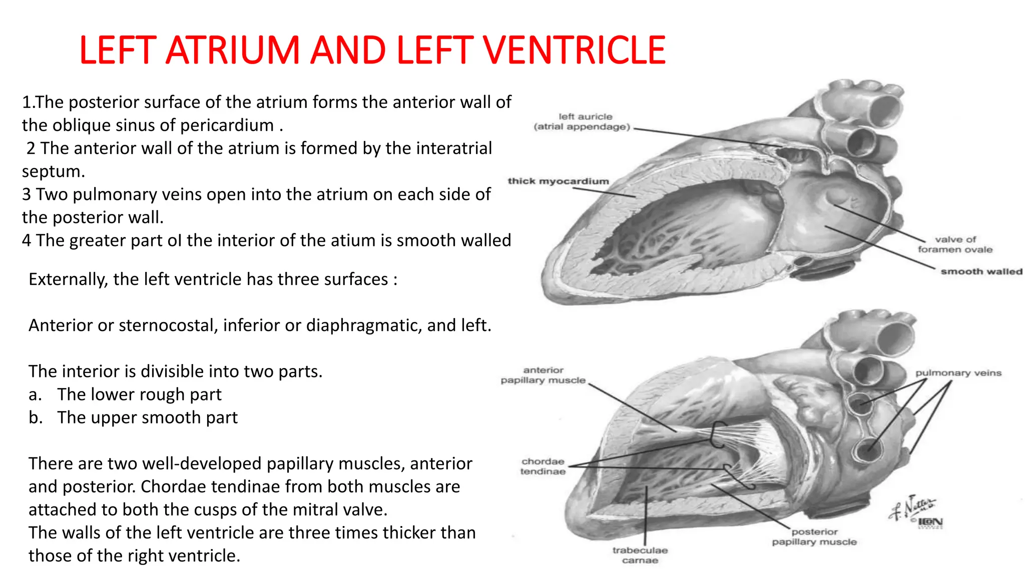 Anatomy of heart by dr rajesh-1.pptx
