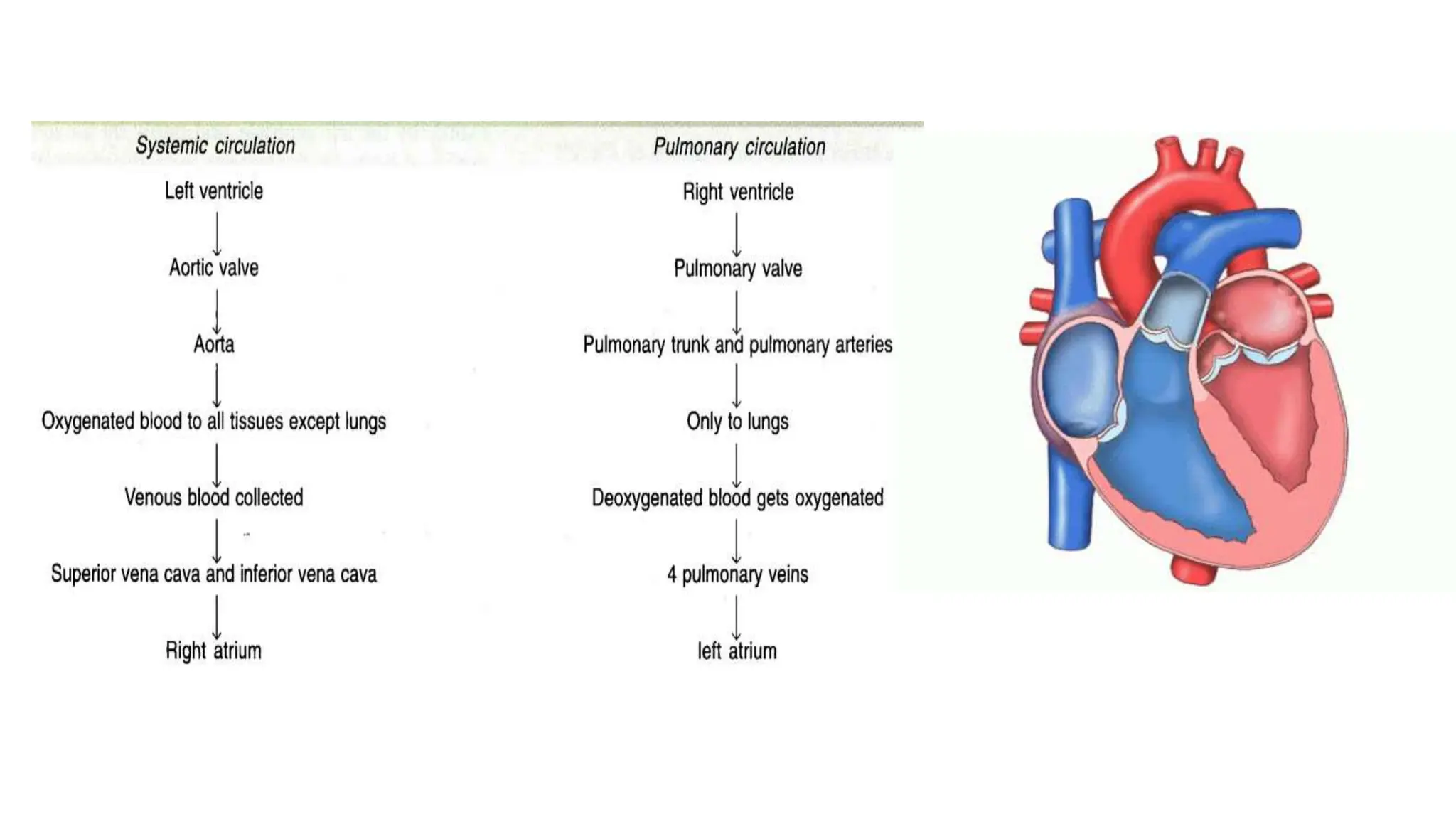 Anatomy of heart by dr rajesh-1.pptx