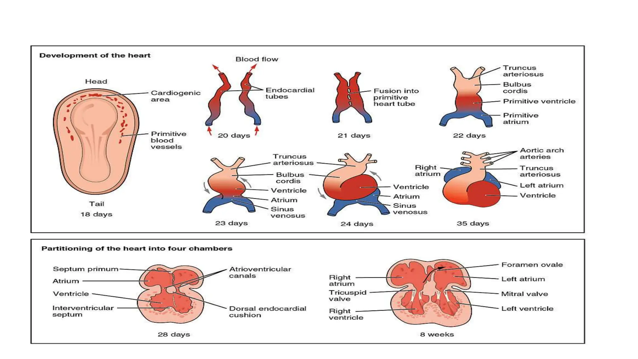 Anatomy of heart by dr rajesh-1.pptx