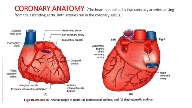 Anatomy of heart by dr rajesh-1.pptx