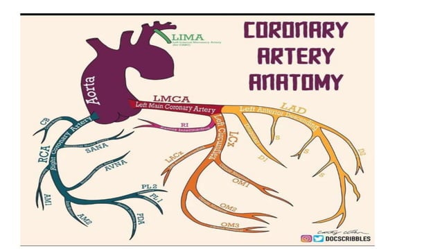 Anatomy of heart by dr rajesh-1.pptx