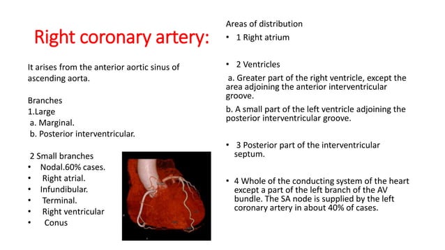 Anatomy of heart by dr rajesh-1.pptx