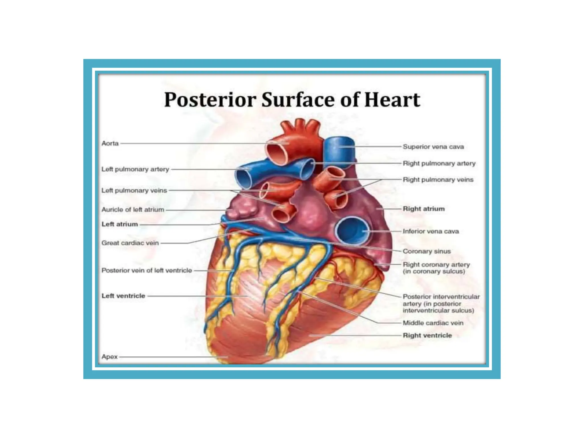 ANATOMY AND THE STRUCTURE OF HEART EXPLANATION | PPTX