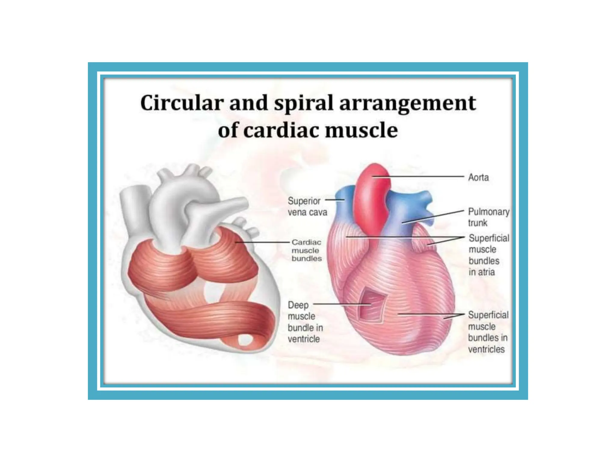 ANATOMY AND THE STRUCTURE OF HEART EXPLANATION | PPTX
