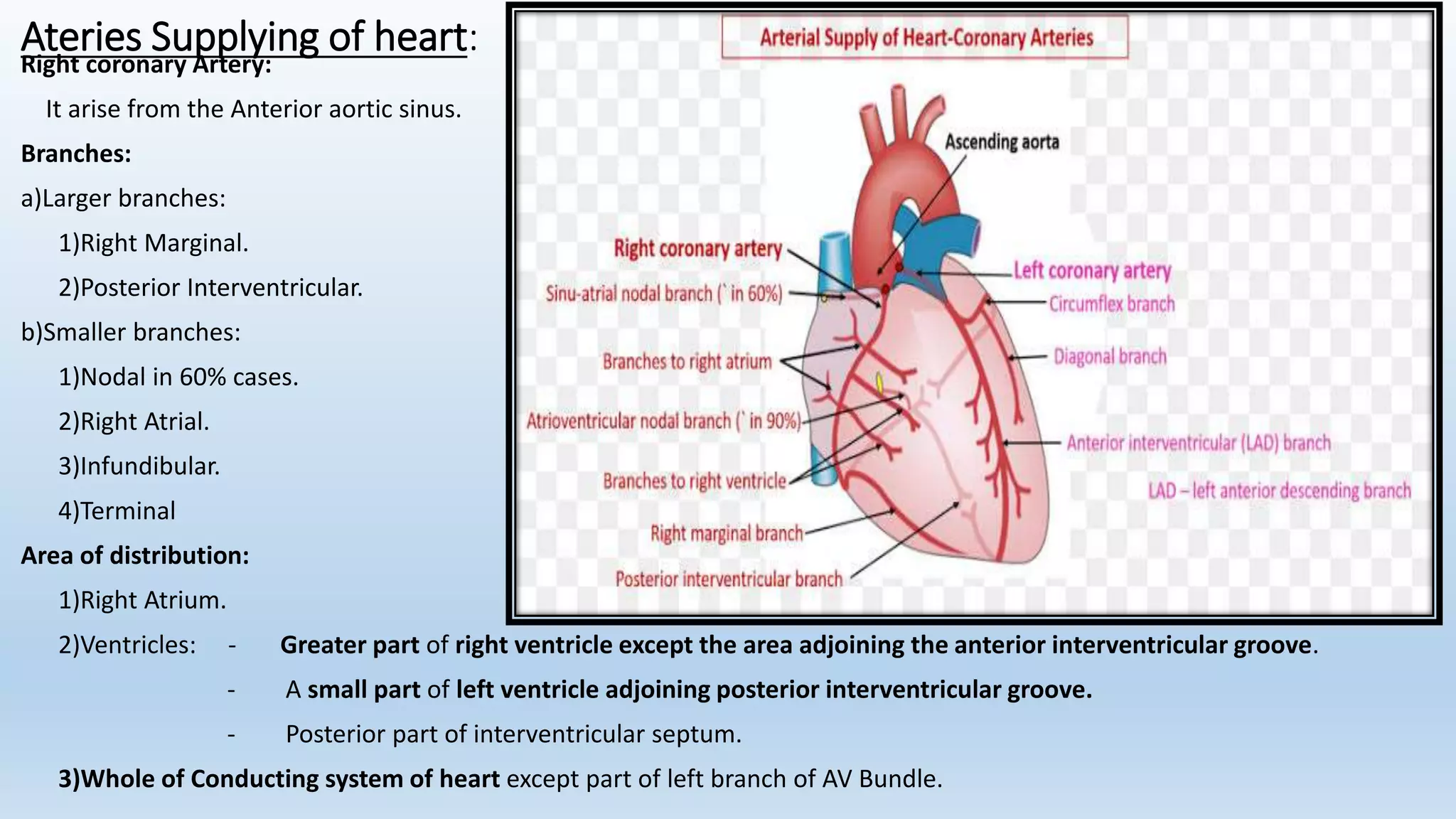 Anatomy of heart presentation | PPTX