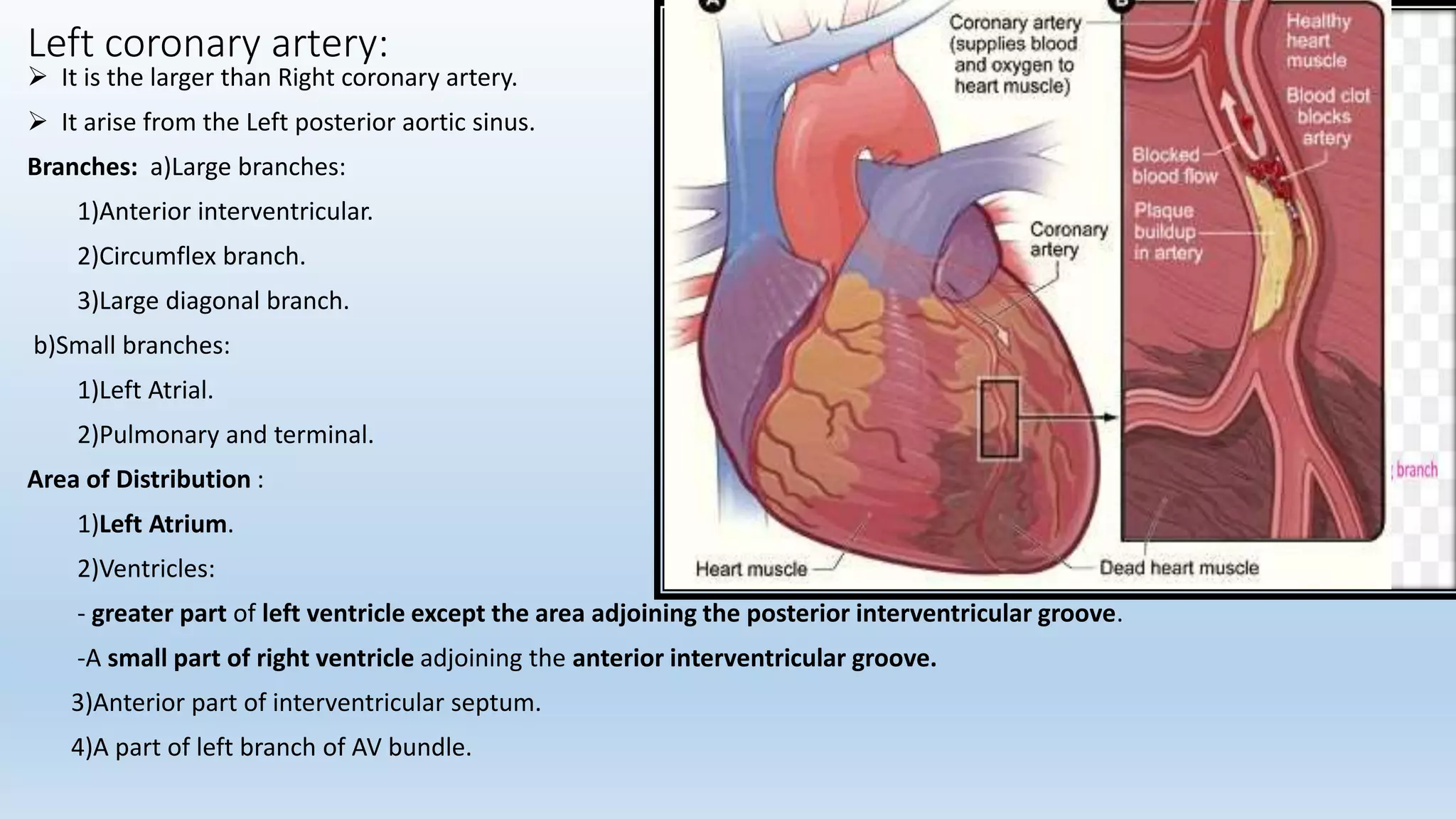 Anatomy of heart presentation | PPTX