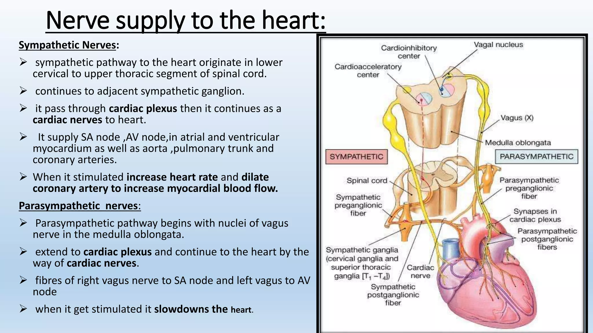 Anatomy of heart presentation | PPTX