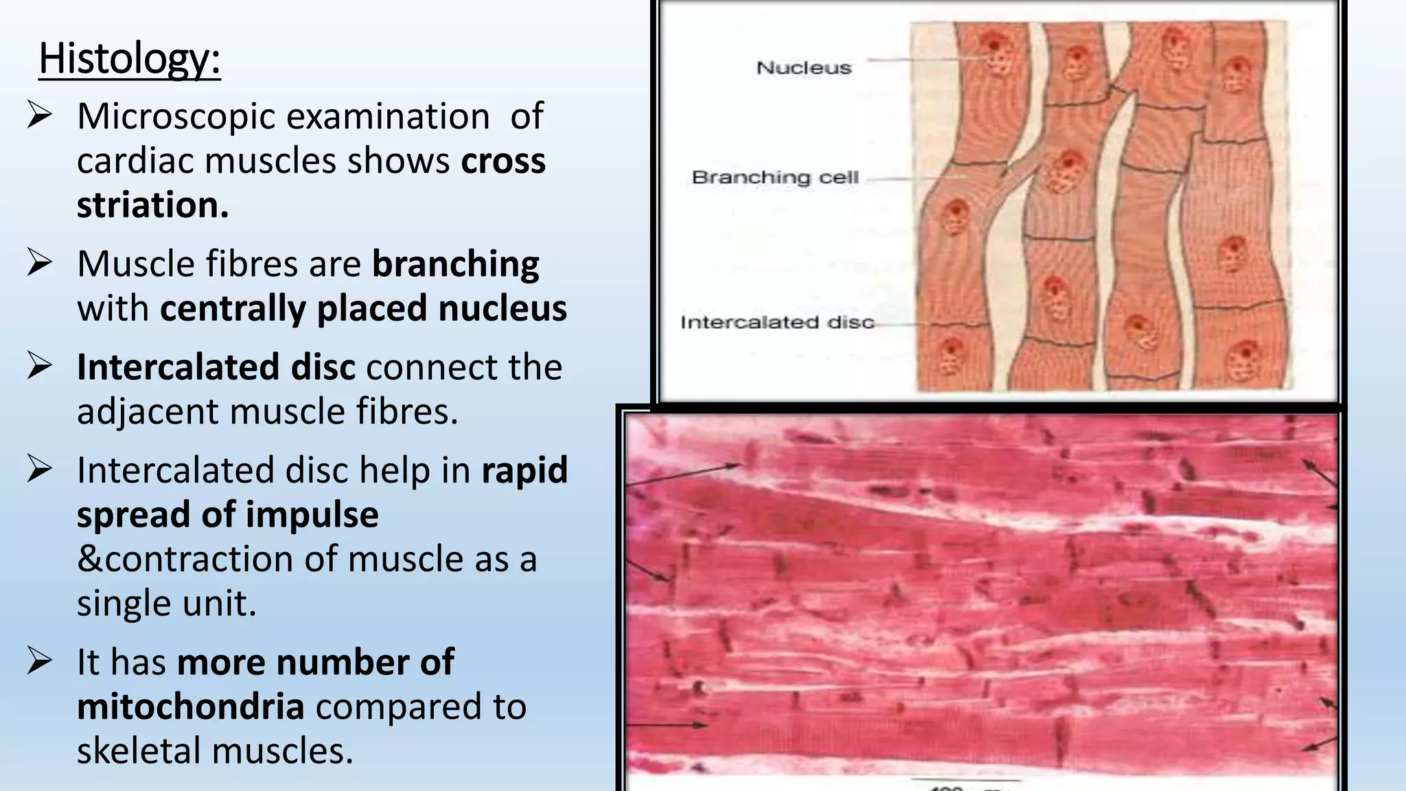 Anatomy of heart presentation | PPTX