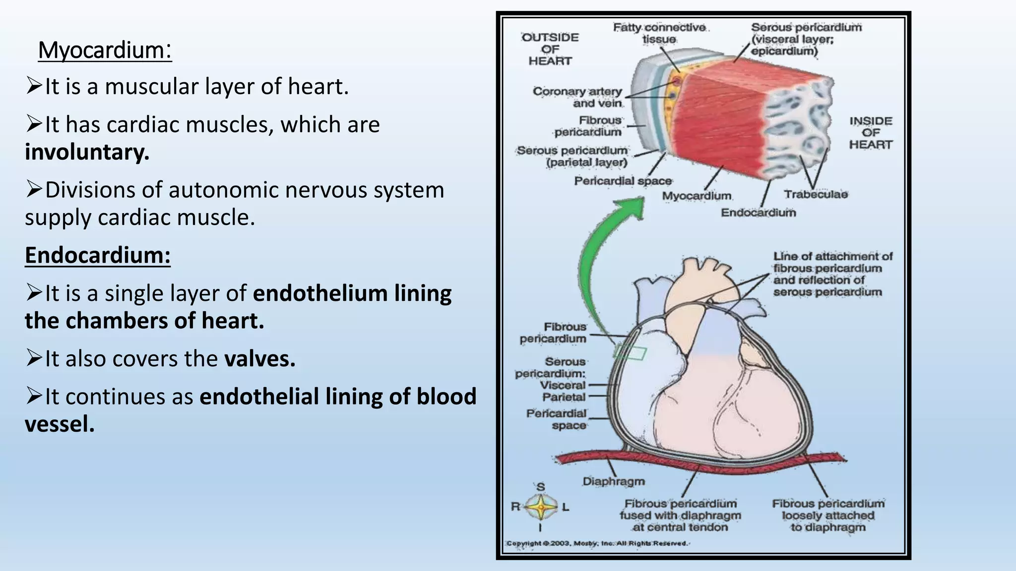 Anatomy of heart presentation | PPTX