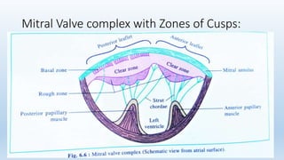 Anatomy of heart presentation | PPTX
