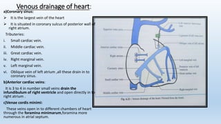 Anatomy of heart presentation | PPTX