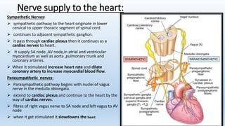 Anatomy of heart presentation | PPTX
