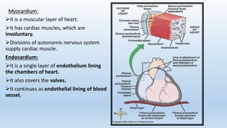 Anatomy of heart presentation | PPTX