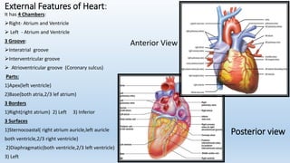 Anatomy of heart presentation | PPTX