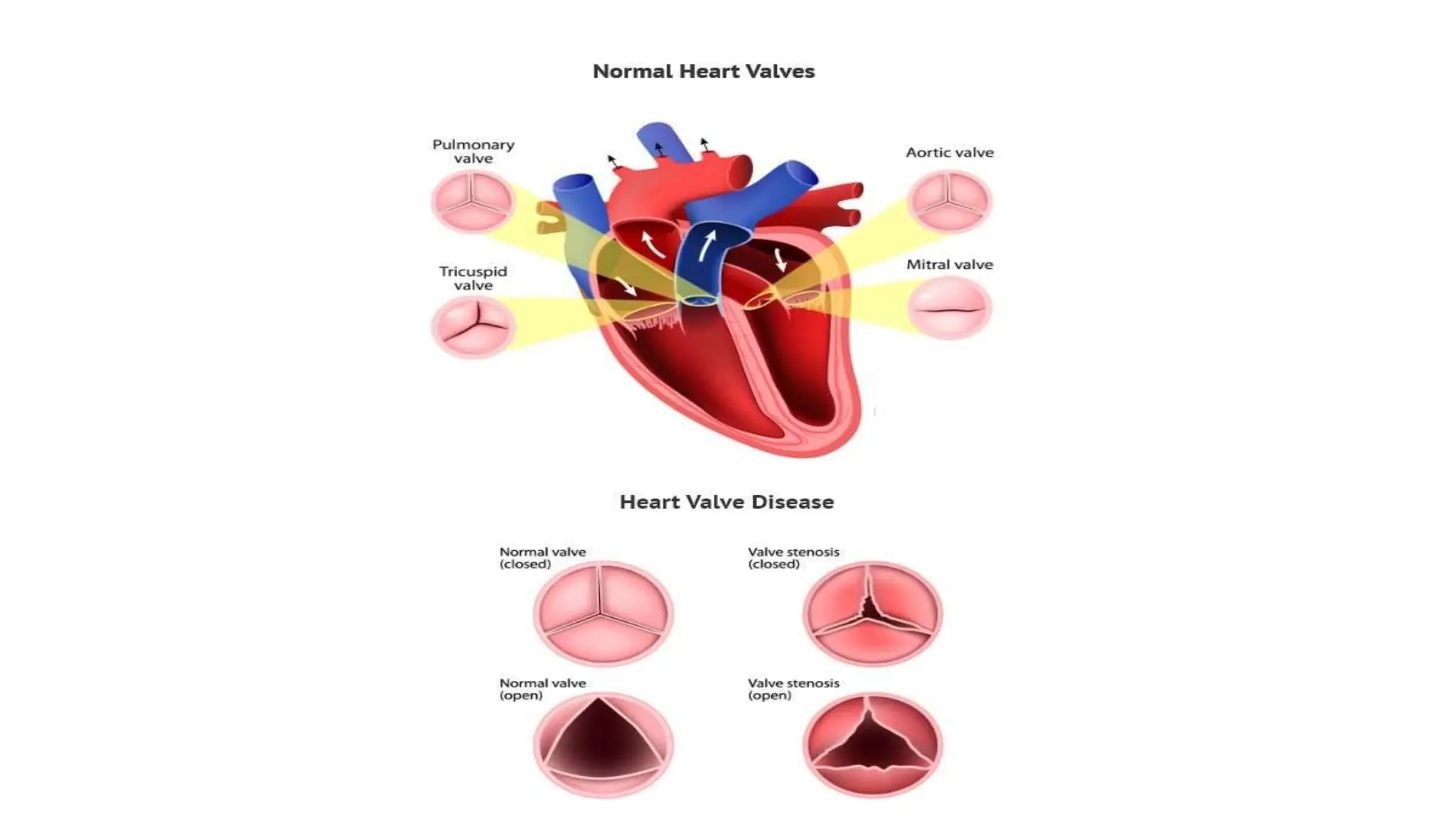 Anatomy of Heart - Dr. Sheetal R. Bankar.pptx