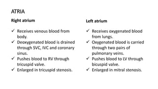 Anatomy of Heart - Dr. Sheetal R. Bankar.pptx