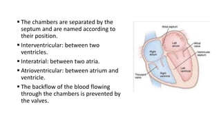Anatomy of Heart - Dr. Sheetal R. Bankar.pptx
