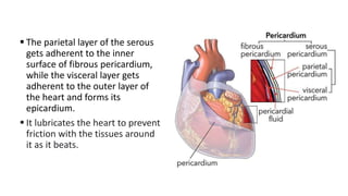Anatomy of Heart - Dr. Sheetal R. Bankar.pptx