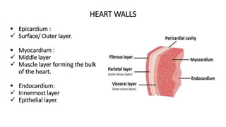 Anatomy of Heart - Dr. Sheetal R. Bankar.pptx