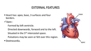 Anatomy of Heart - Dr. Sheetal R. Bankar.pptx