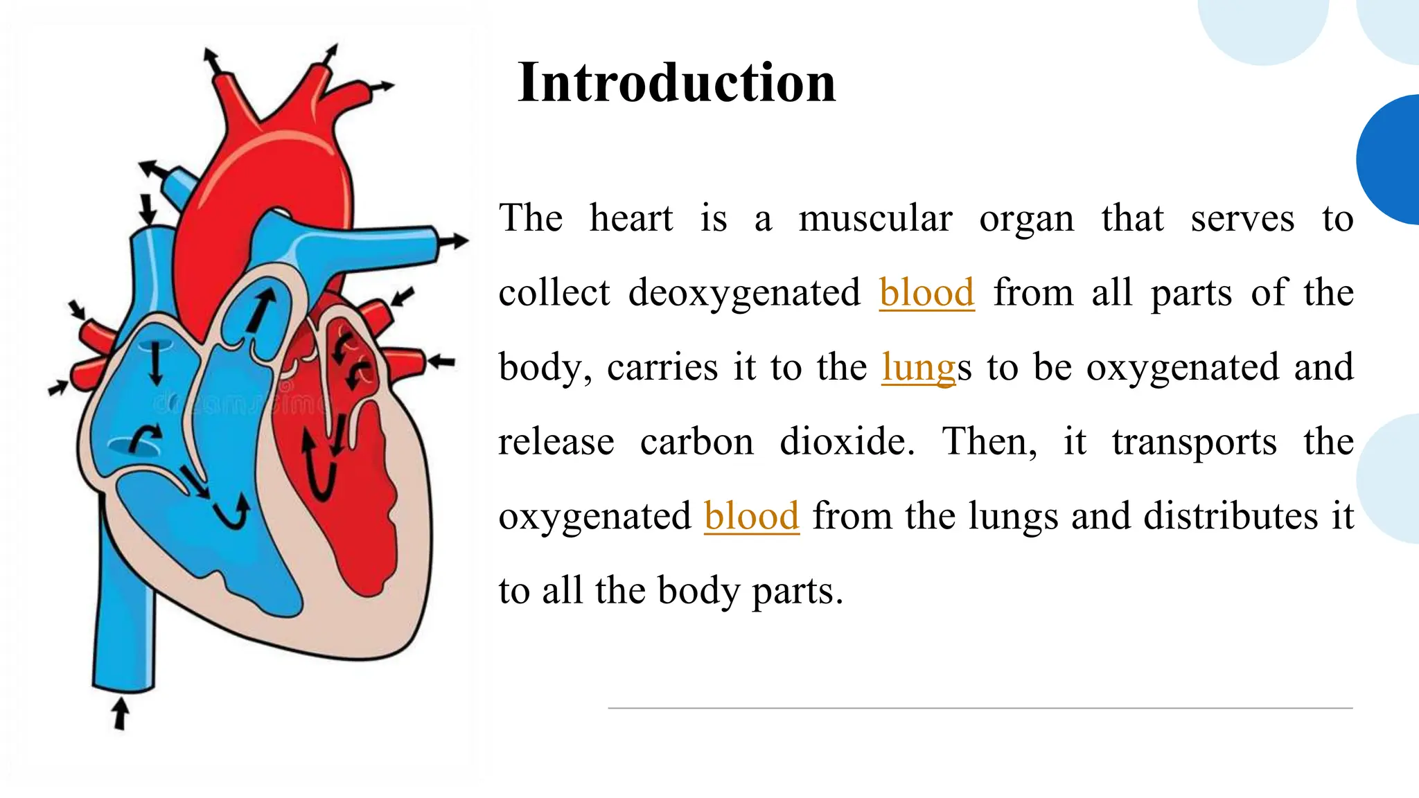 Anatomy of heart ,it's components and circulation | PPT