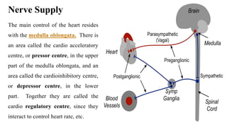 Anatomy of heart ,it's components and circulation | PPTX