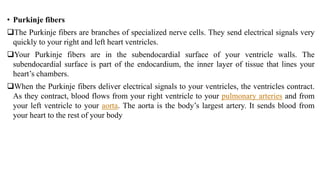 Anatomy of heart ,it's components and circulation | PPT