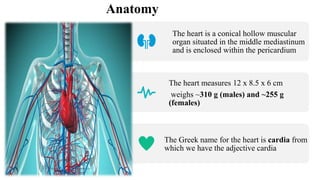 Anatomy of heart ,it's components and circulation | PPT