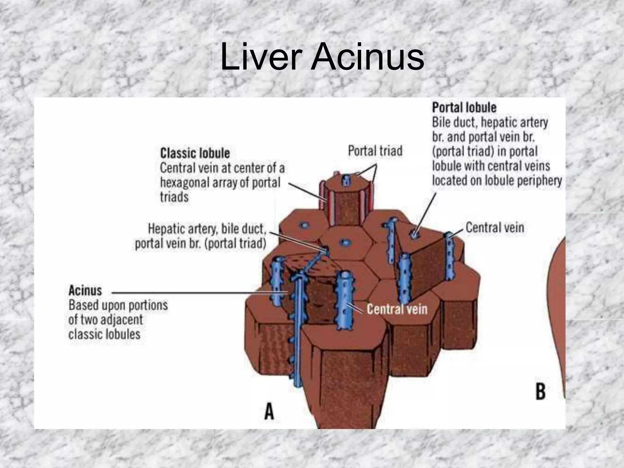 anatomy of hepatobiliary system.pptx