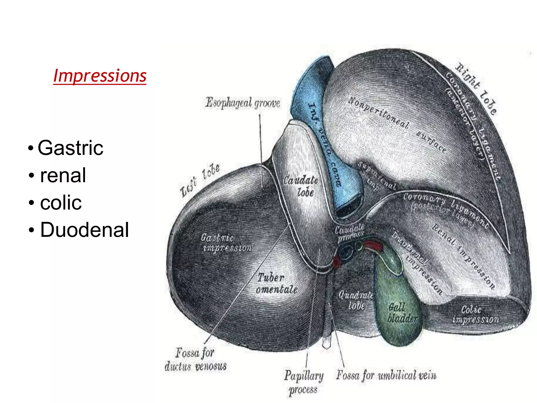 anatomy of hepatobiliary system.pptx