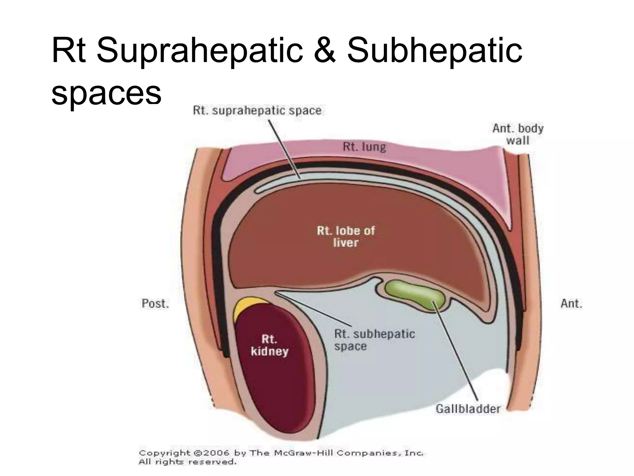 anatomy of hepatobiliary system.pptx