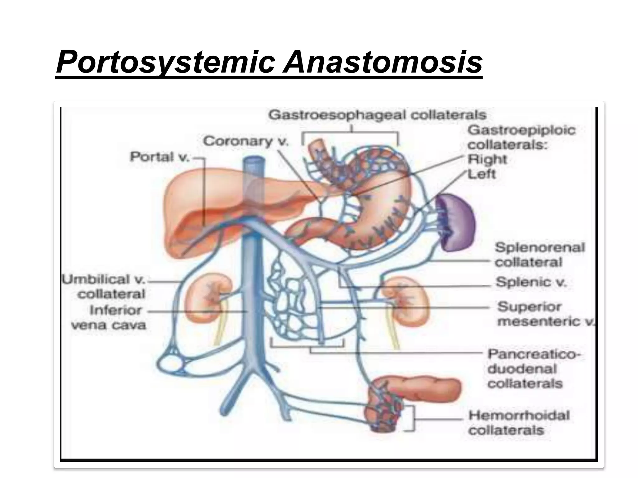 anatomy of hepatobiliary system.pptx