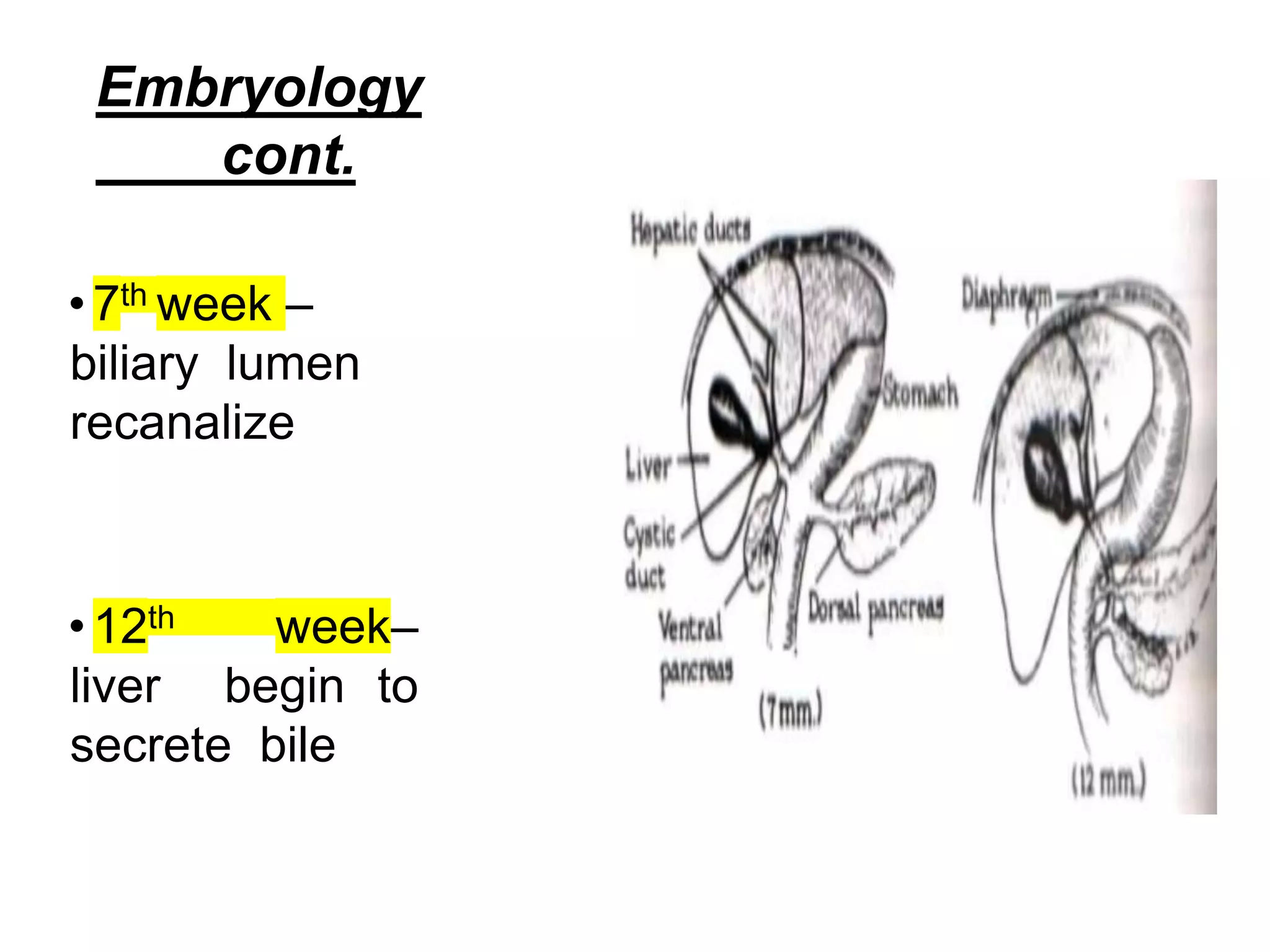 anatomy of hepatobiliary system.pptx