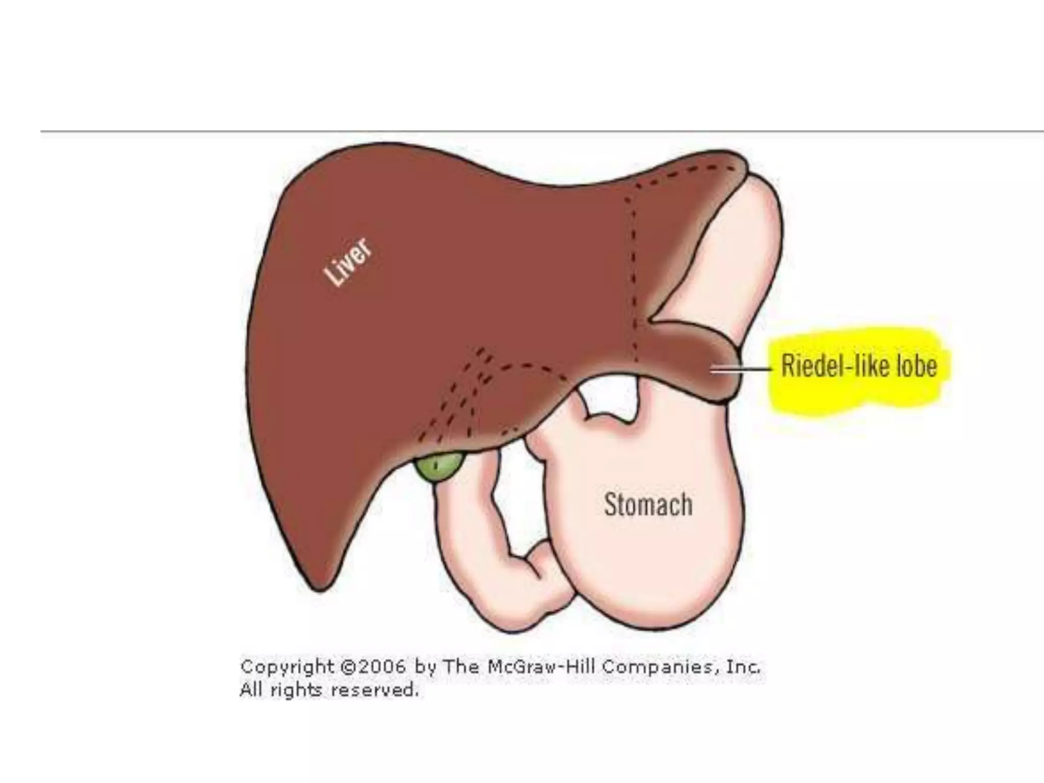 anatomy of hepatobiliary system.pptx
