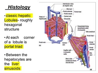 anatomy of hepatobiliary system.pptx