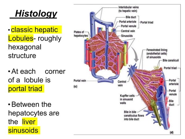 anatomy of hepatobiliary system.pptx