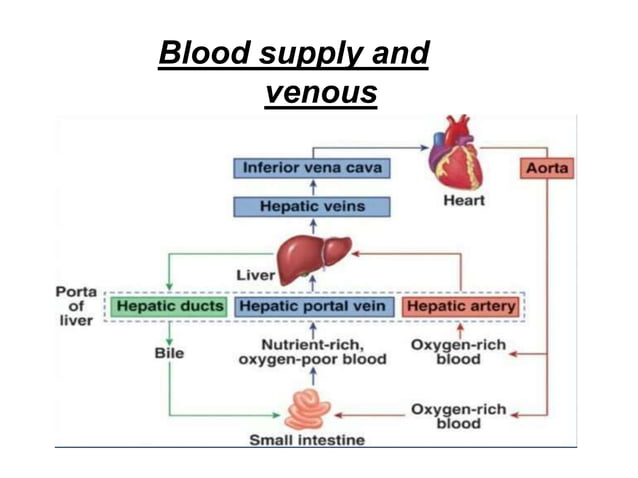 anatomy of hepatobiliary system.pptx