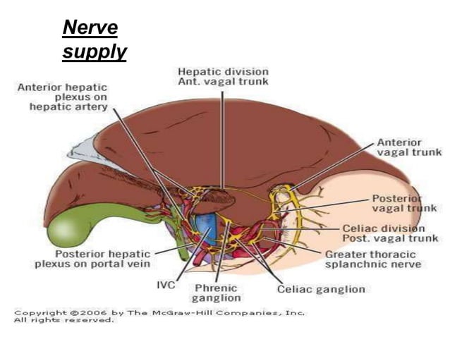 anatomy of hepatobiliary system.pptx